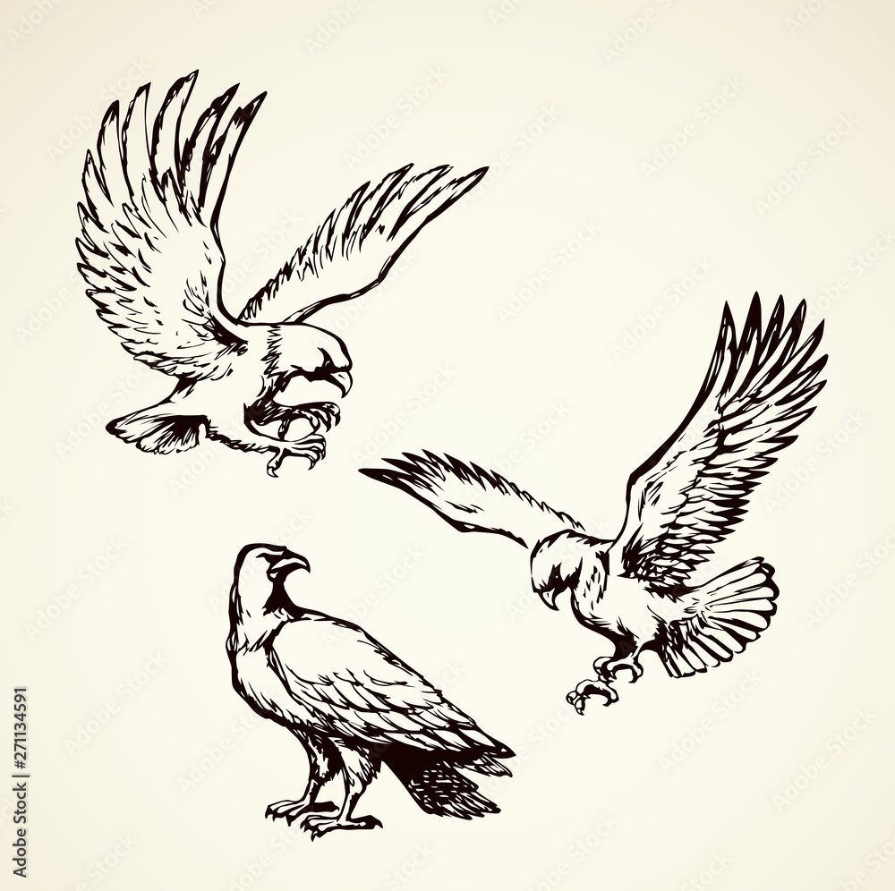 Eagle. Vector drawing Stock Vector | Adobe Stock