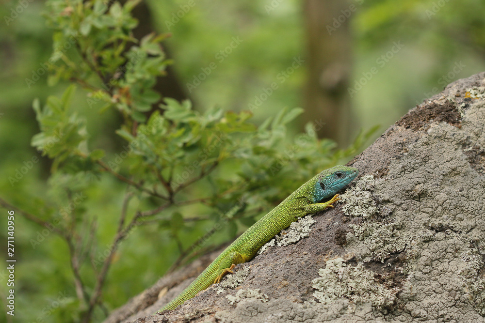 Male of the European green lizzard in the wedding colors, with a blue ...