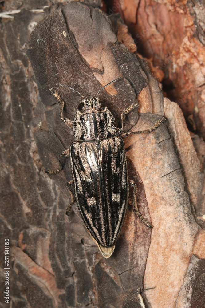 Flatheaded pine borer, a common European Jewel beetle, dwelling in pine ...