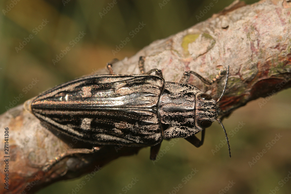 Pine Borer