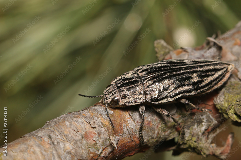 Flatheaded pine borer, a common European Jewel beetle, dwelling in pine ...