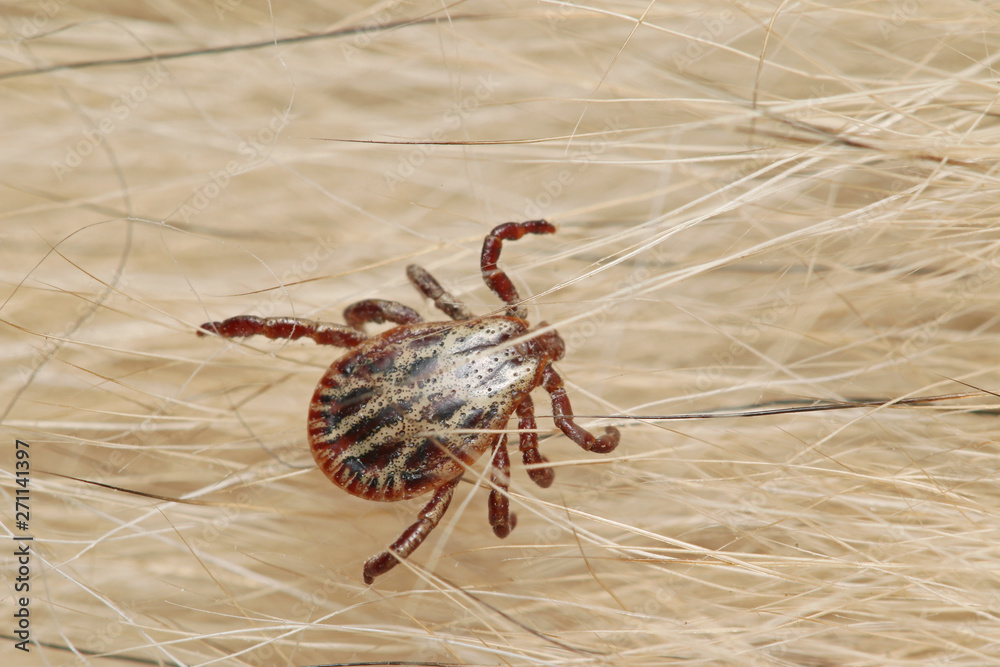 Ornate cow tick, also known as the ornate dog tick, meadow tick or ...