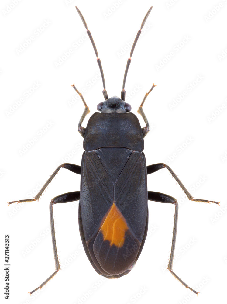 Aphanus rolandri is a genus of true bugs in the family Lygaeidae, the ...
