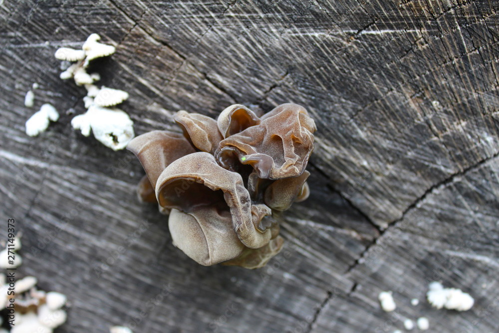 Auricularia auricula judae, known as the Jew's ear, wood ear, jelly ear ...