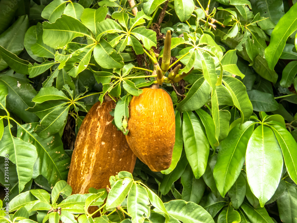 Exotic fruit Monguba (pachira aquatica) in Brazil foto de Stock | Adobe ...