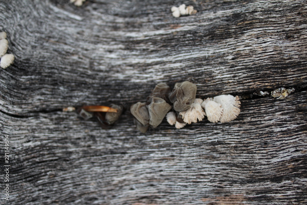 Auricularia auricula judae, known as the Jew's ear, wood ear, jelly ear ...
