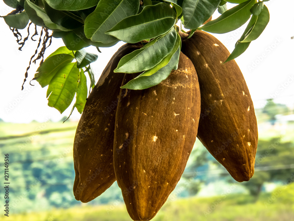 Exotic fruit Monguba (pachira aquatica) in Brazil Stock Photo | Adobe Stock