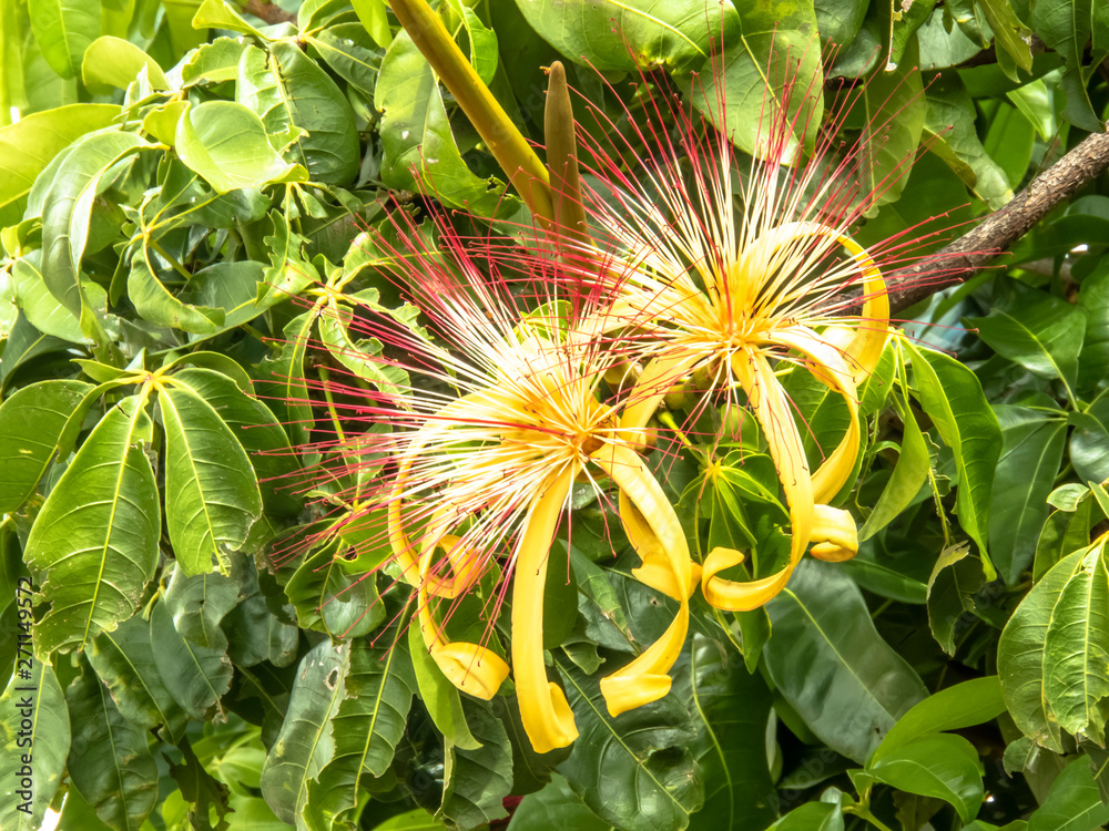 Flower of exotic fruit Monguba (pachira aquatica) in Brazil Stock Photo ...