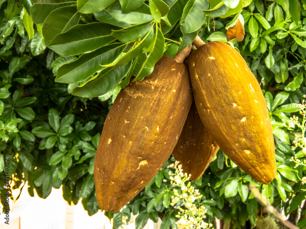 Exotic fruit Monguba (pachira aquatica) in Brazil Stock Photo | Adobe Stock