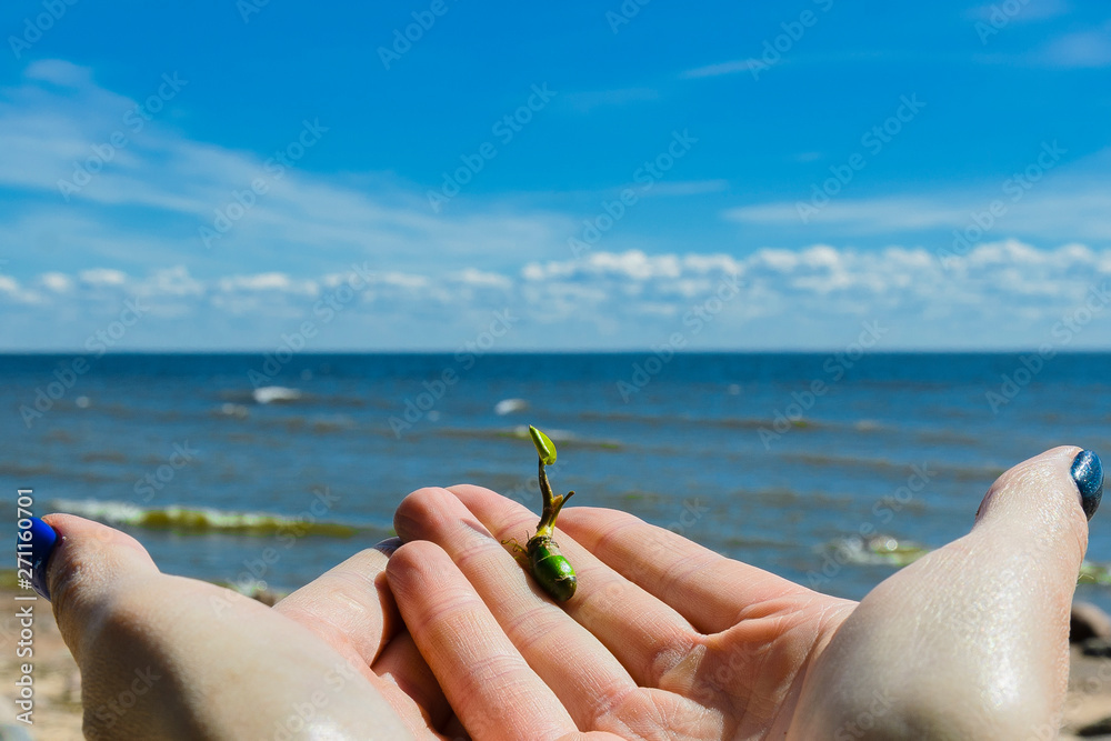 sprouted seed, sprout in hand, sprout stretches to the sun the ...