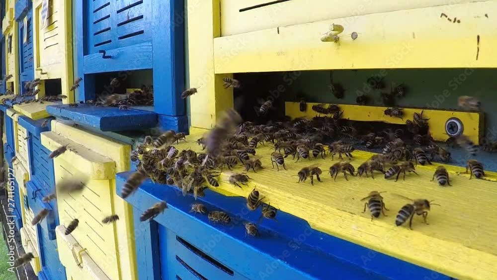 slow motion of flying bees in the front of wooden beehive entrance. Bee ...