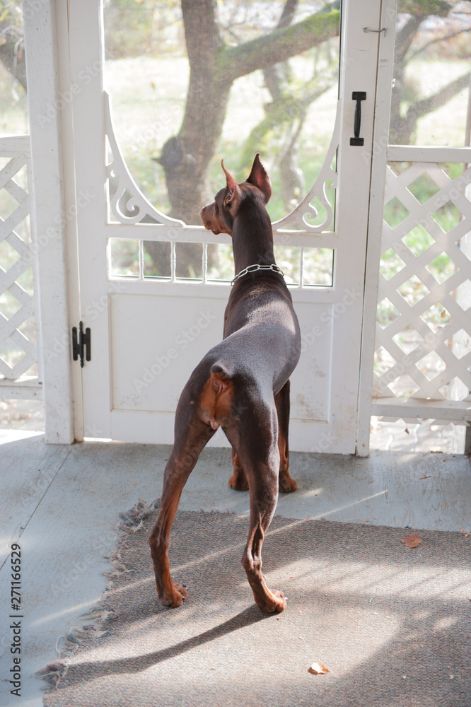 Red Doberman Pinscher Female