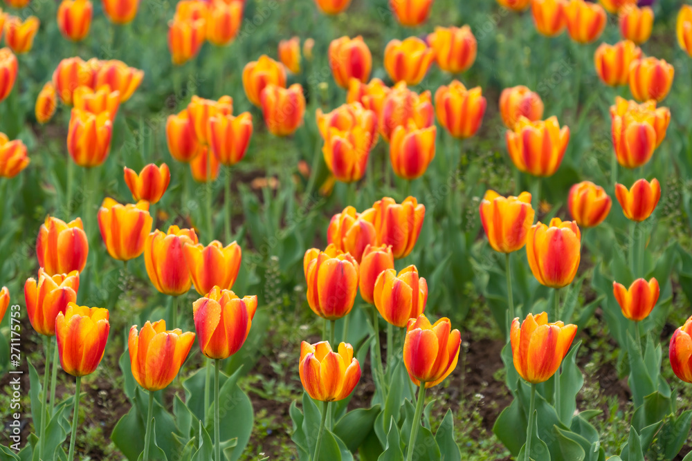 Beautiful tulip flowers is a veritable Eden in Indira Gandhi Memorial ...