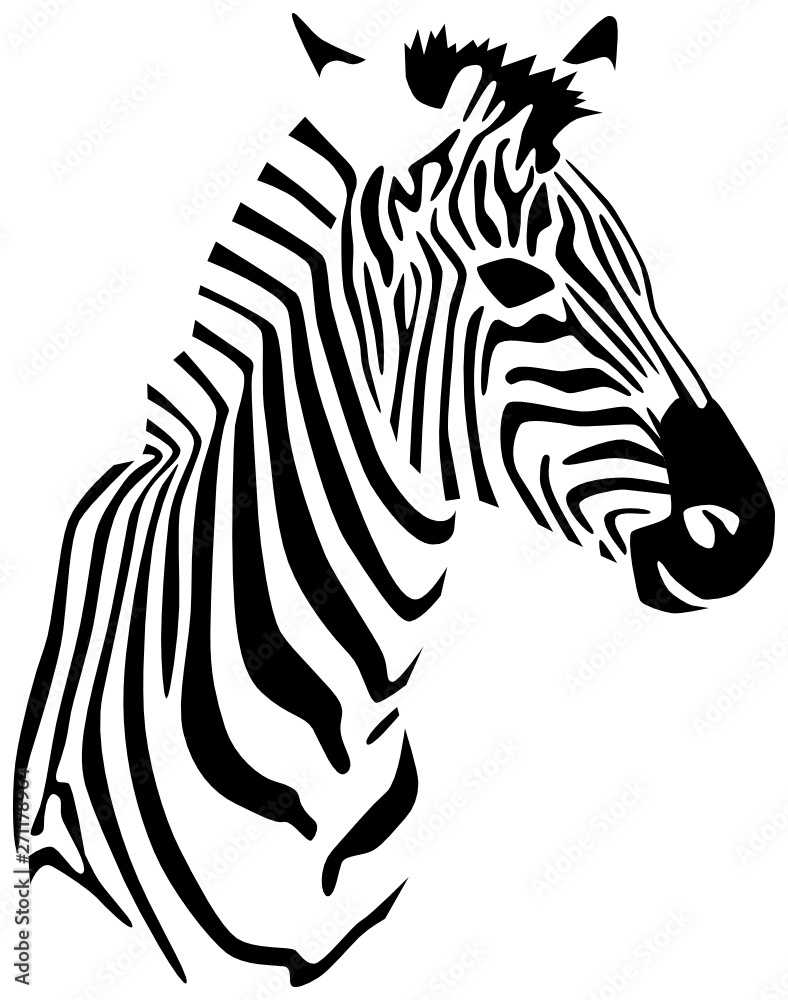 Zebra Stock Vector | Adobe Stock