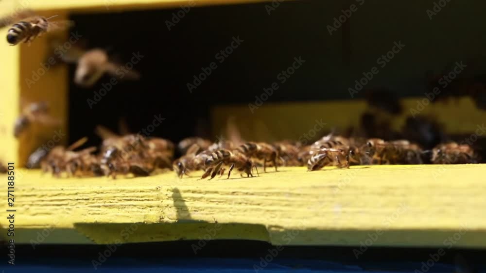 Close up of flying bees in the front of wooden beehive entrance. Bee ...