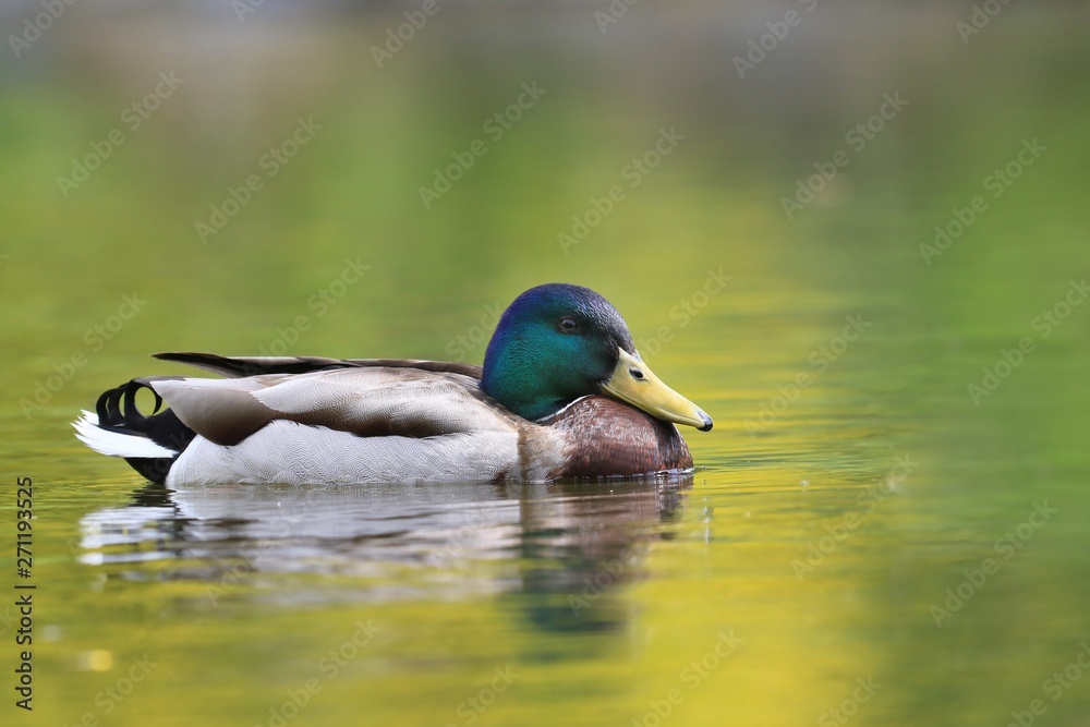 Beautiful male mallard floats in water. Wildlife scene from nature ...