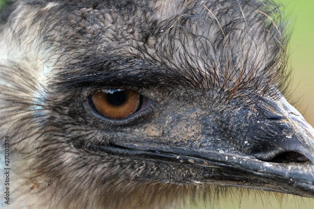 The rheas are large ratites in the order Rheiformes, native to South ...