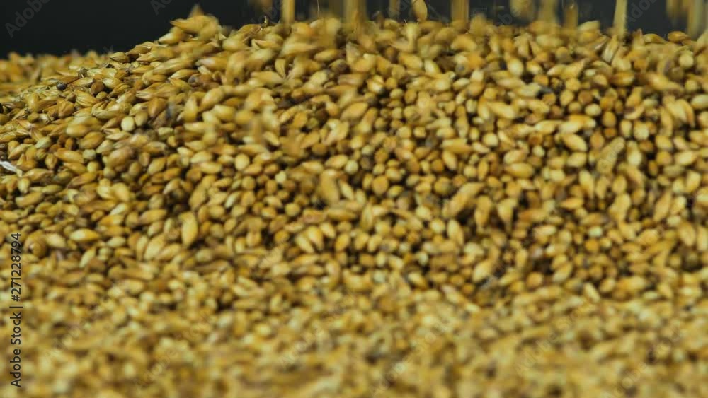 Craft beer brewing from grain barley malt in process. Ale or lager from ...