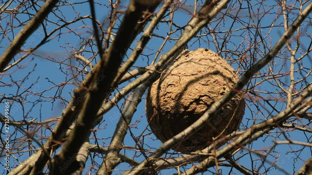 Low angle close up of an impressive huge asian hornet nest swinging in ...
