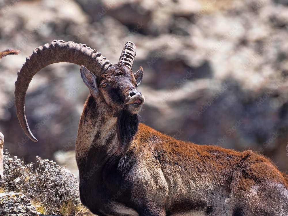 Capra walia, Walia ibex, is the rarest ibex, in the Simien Mountains of ...