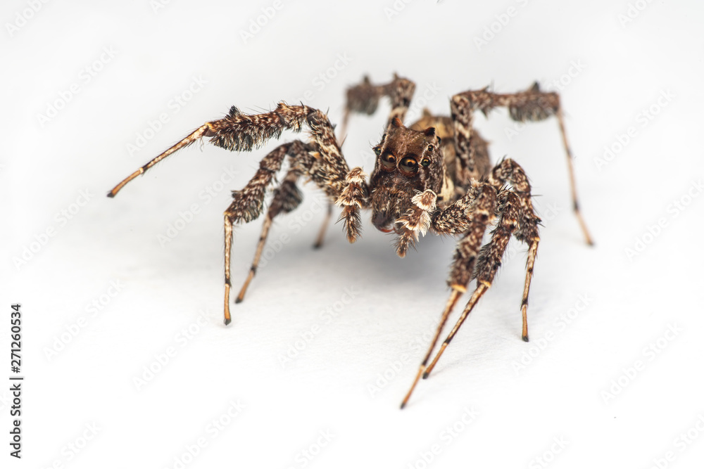 Portia fimbriata, the fringed jumping spider, one of the worlds most ...