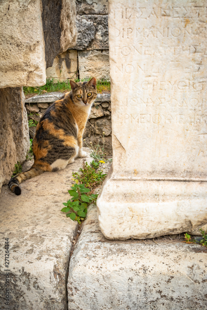 cat is on the temples ruins of Ancient Greece civilization Stock Photo ...