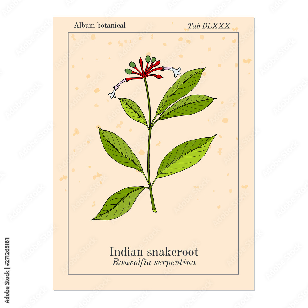 Indian snakeroot Rauwolfia serpentina , medicinal plant Stock Vector ...