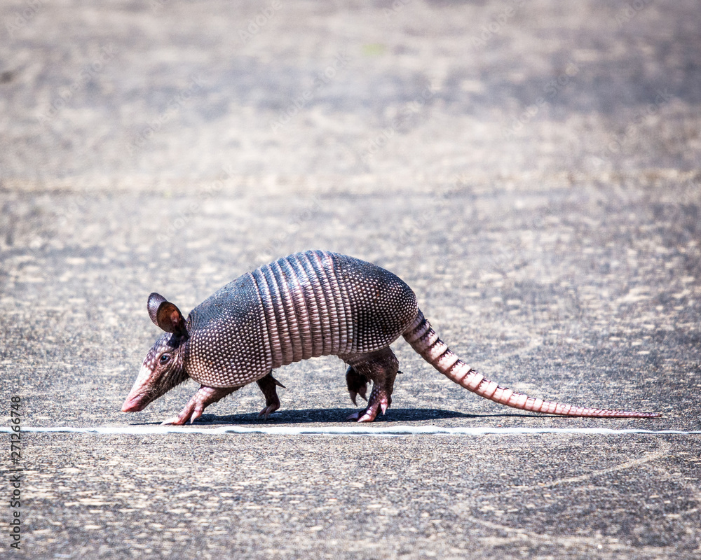 Armadillo walking a straight line! Stock Photo | Adobe Stock