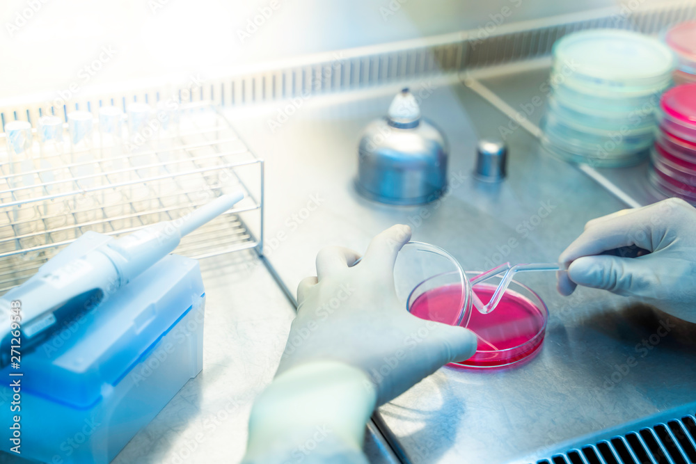 Hands of scientists are working on research.Bacteria in agar sheets ...