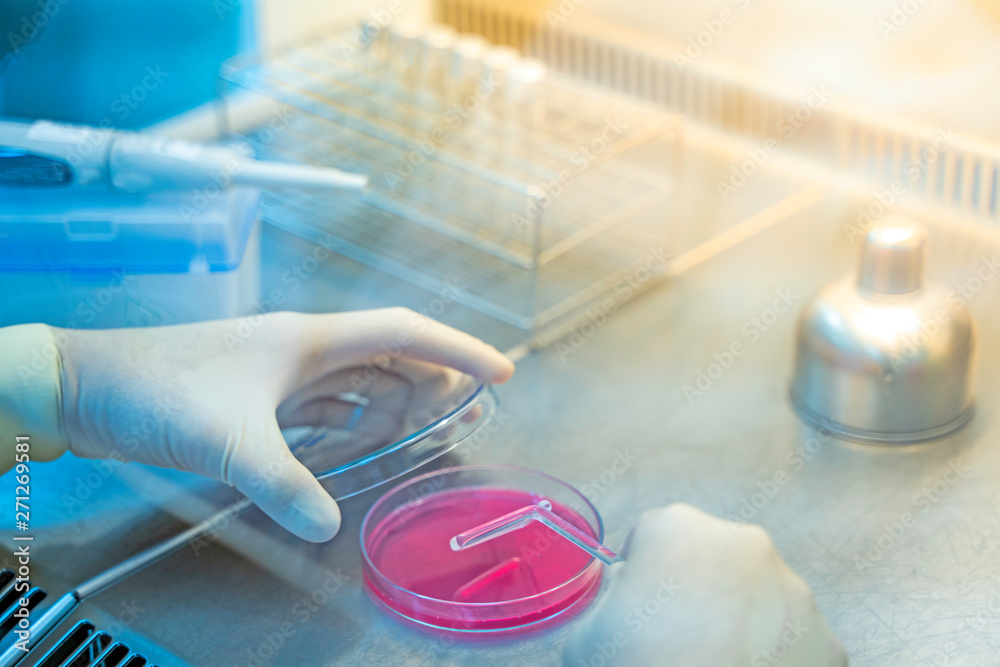 Hands of scientists are working on research.Bacteria in agar sheets ...