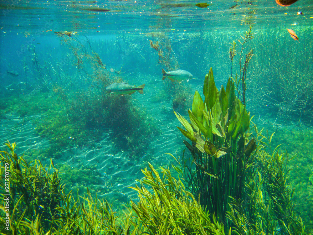 Underwater River Plants