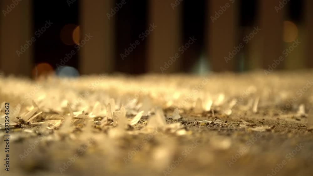 Ephemera hainanensis - mayfly or also known as fishflies, shadflies or ...