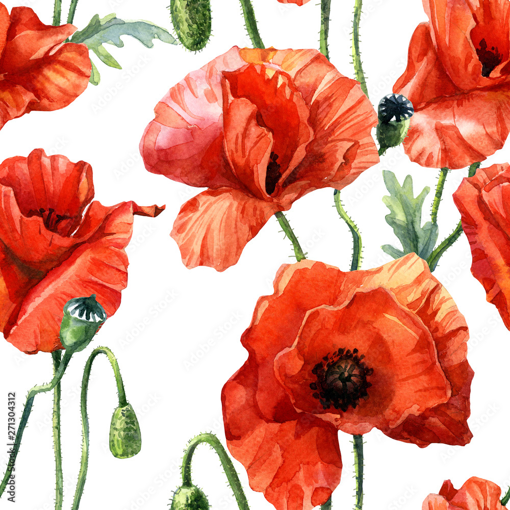 Poppies Botanical Illustration
