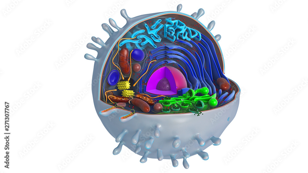 Animal cell in section, multi-colored science biology. 3D rendering ...
