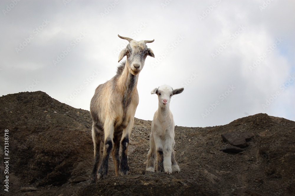 Cabra y cabrito Stock Photo | Adobe Stock