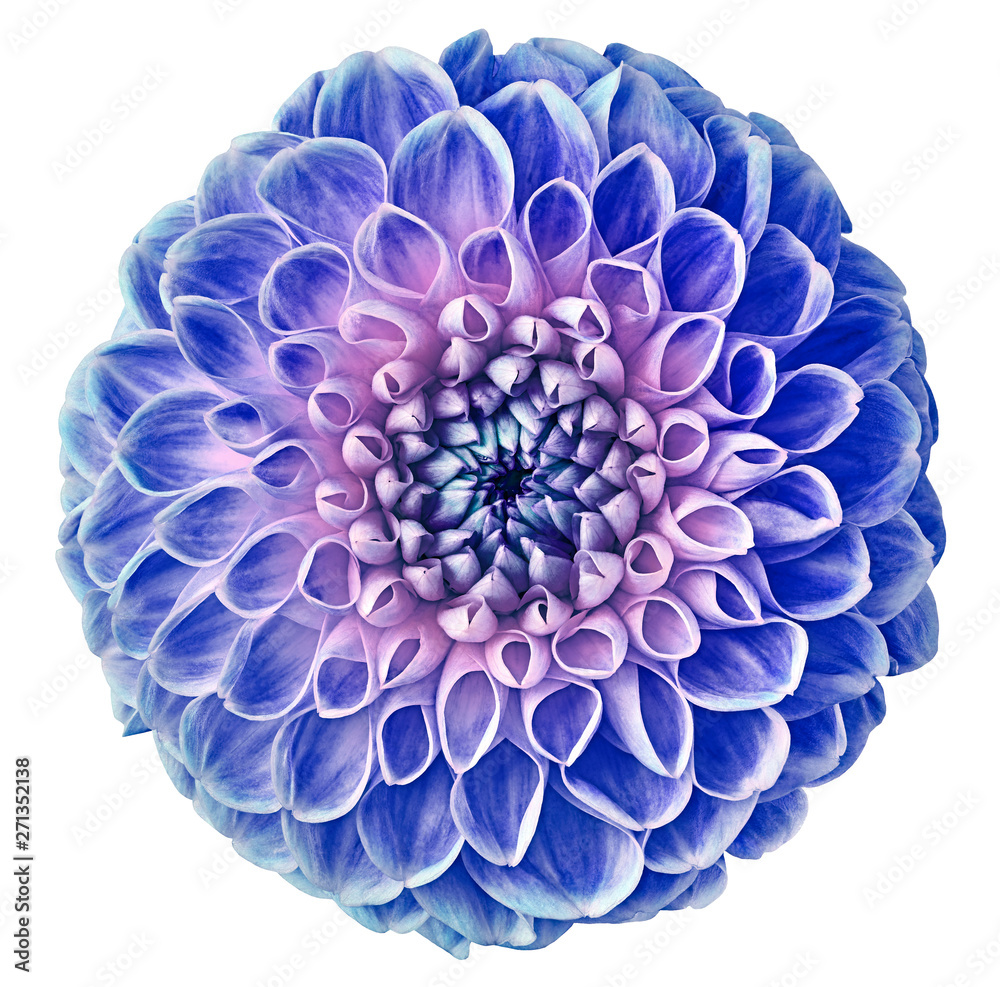 blue-pink dahlia flower, white isolated background with clipping path ...