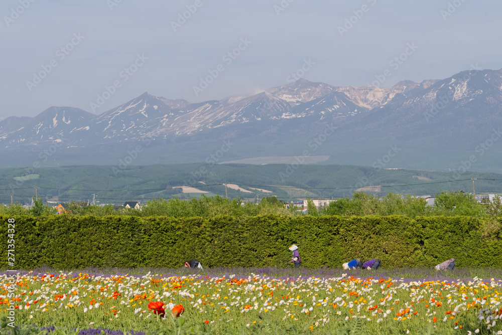 Japanese gardeners planting flowers in Tomita farm with Furano Mountain ...
