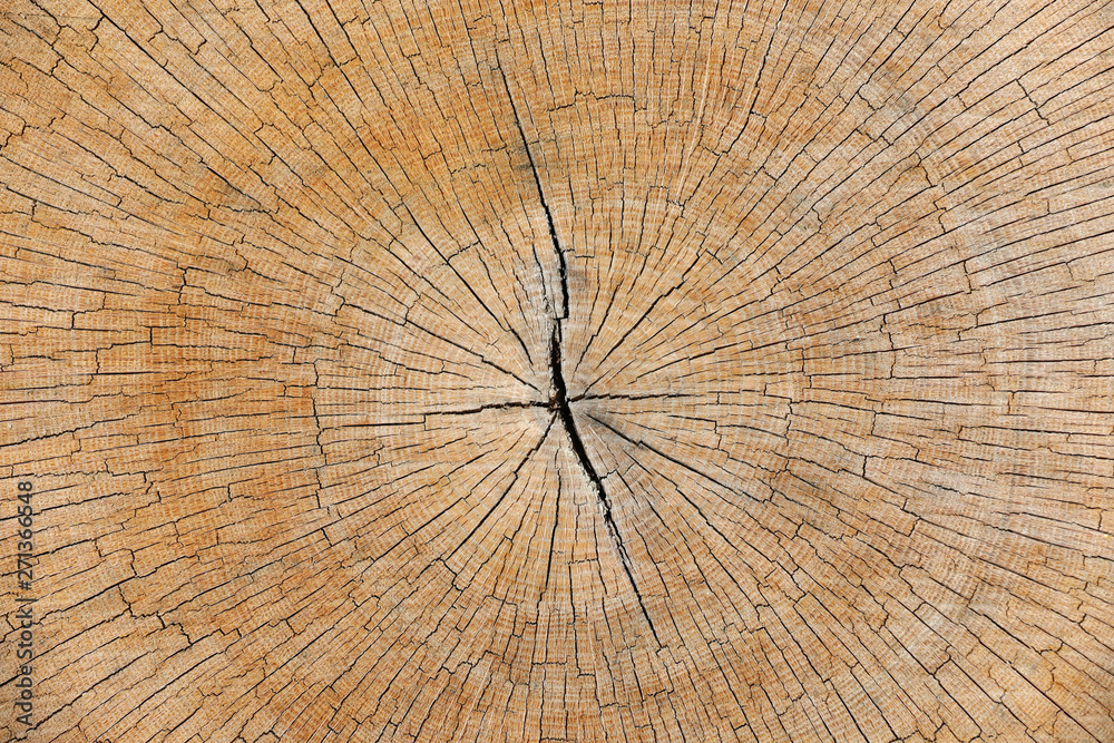 Freshly cut of tree texture. Section of old trunk with annual rings ...