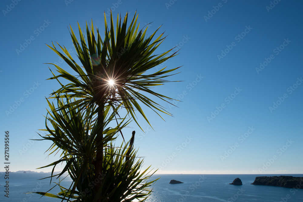 Foto de Sun rising behind a cabbage tree on the Coromandel Peninsula ...