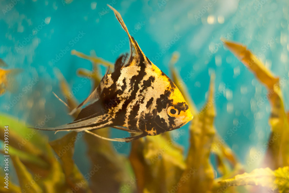 Tropical angelfish or freshwater angelfish in sun beams. Pterophyllum ...