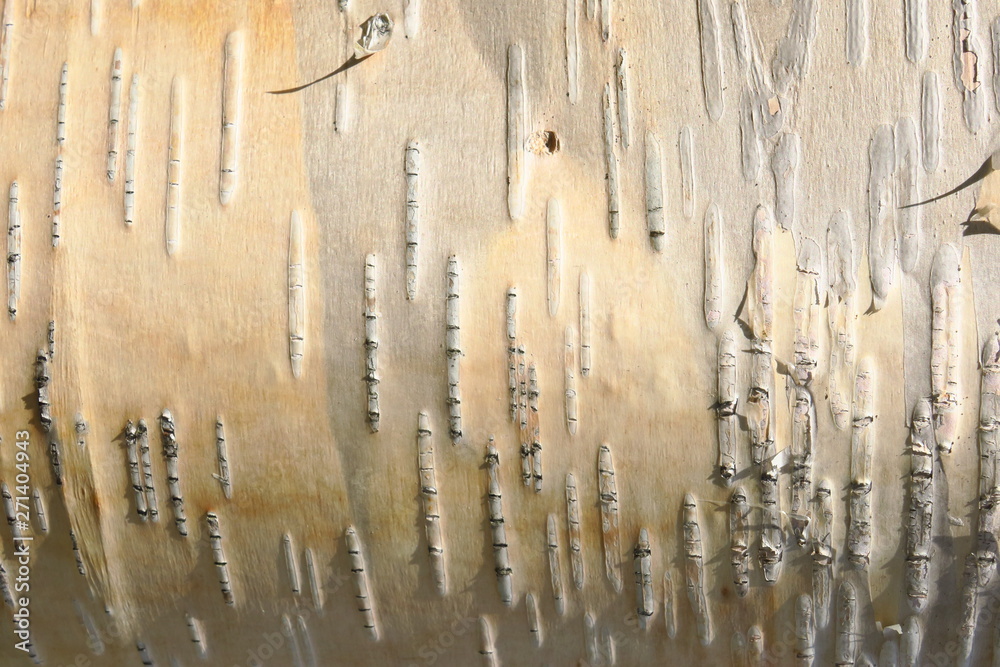 pattern of birch bark with black birch stripes on white birch bark and ...