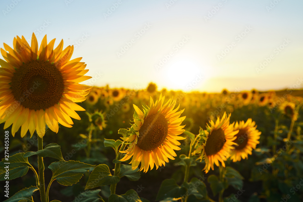 Sunflower Field Background