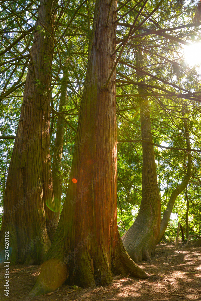 giant tuja tree in nature Stock Photo | Adobe Stock
