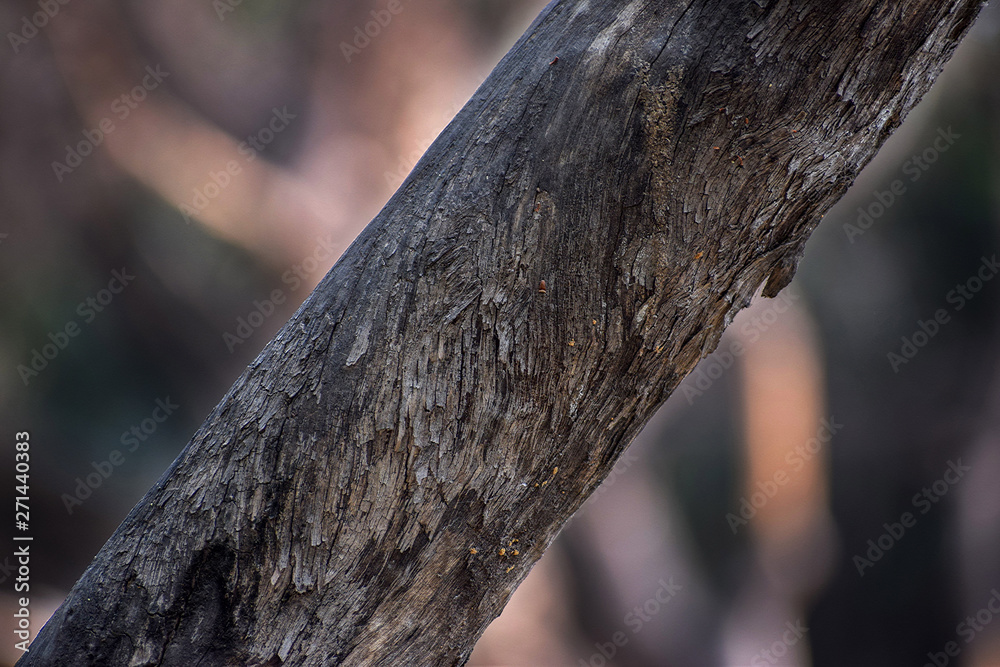 Babul Tree Bark Skin Stock Photo | Adobe Stock