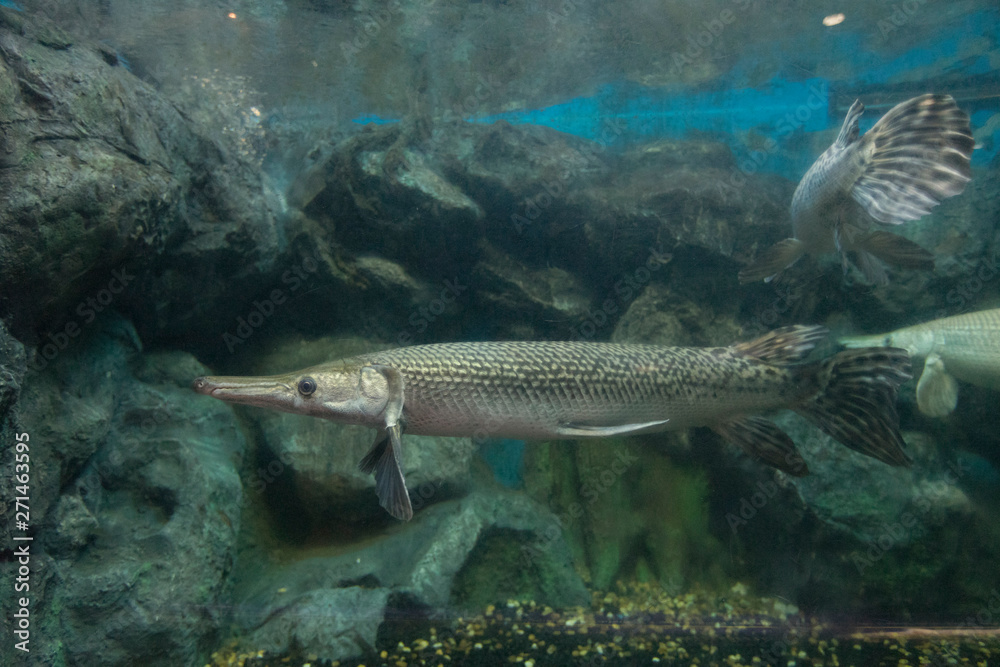 Alligator gar fish in aquarium tank. Stock Photo | Adobe Stock