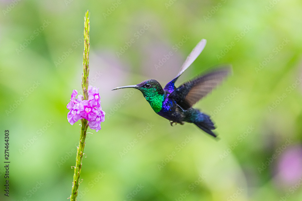 Purple Hummingbird Flying