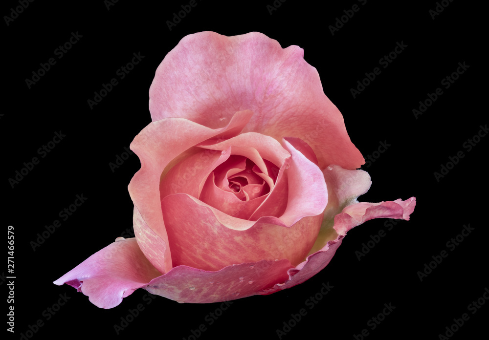 top view macro of a pastel pink rose blossom on black background ...