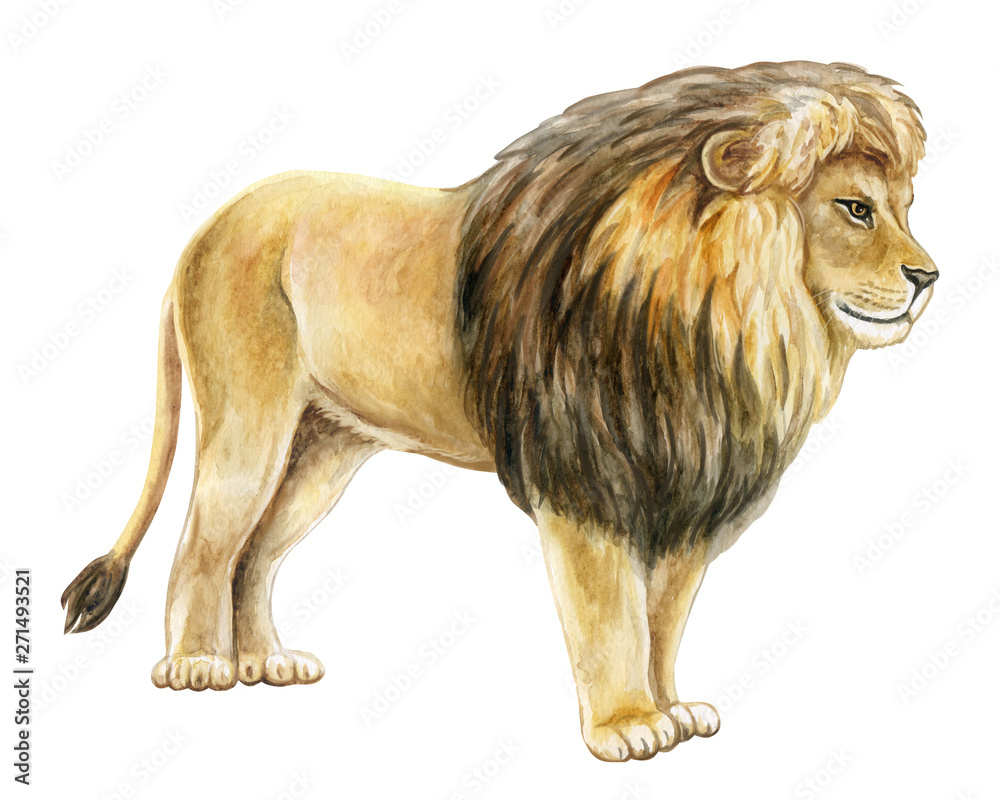 Lion profile watercolor illustration. Realistic lion isolated on white ...