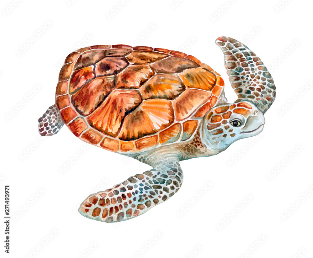 Sea turtle isolated on white background. Watercolor. Illustration ...