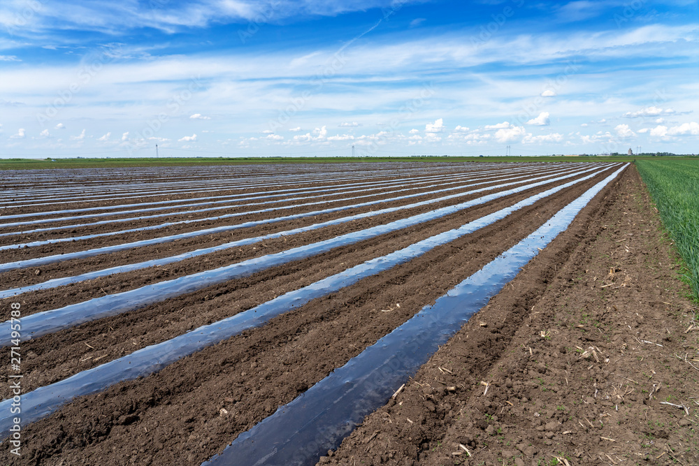 Rows of Vegetable Beds Covered in Plastic Mulch on a Farmland Stock ...